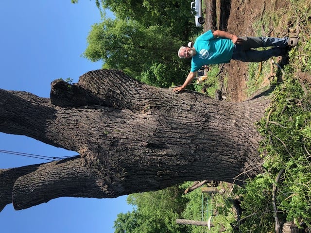 Hunski Salvages a Huge Dead Black Walnut Tree | Salvaging and ...