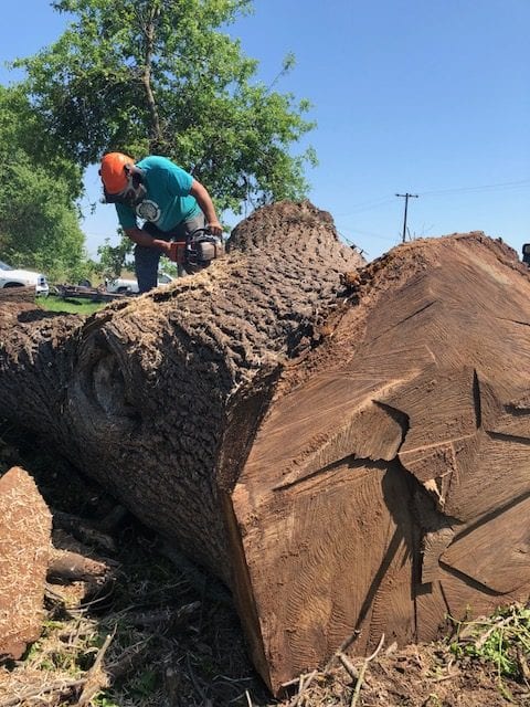 Hunski Salvages a Huge Dead Black Walnut Tree | Salvaging and ...