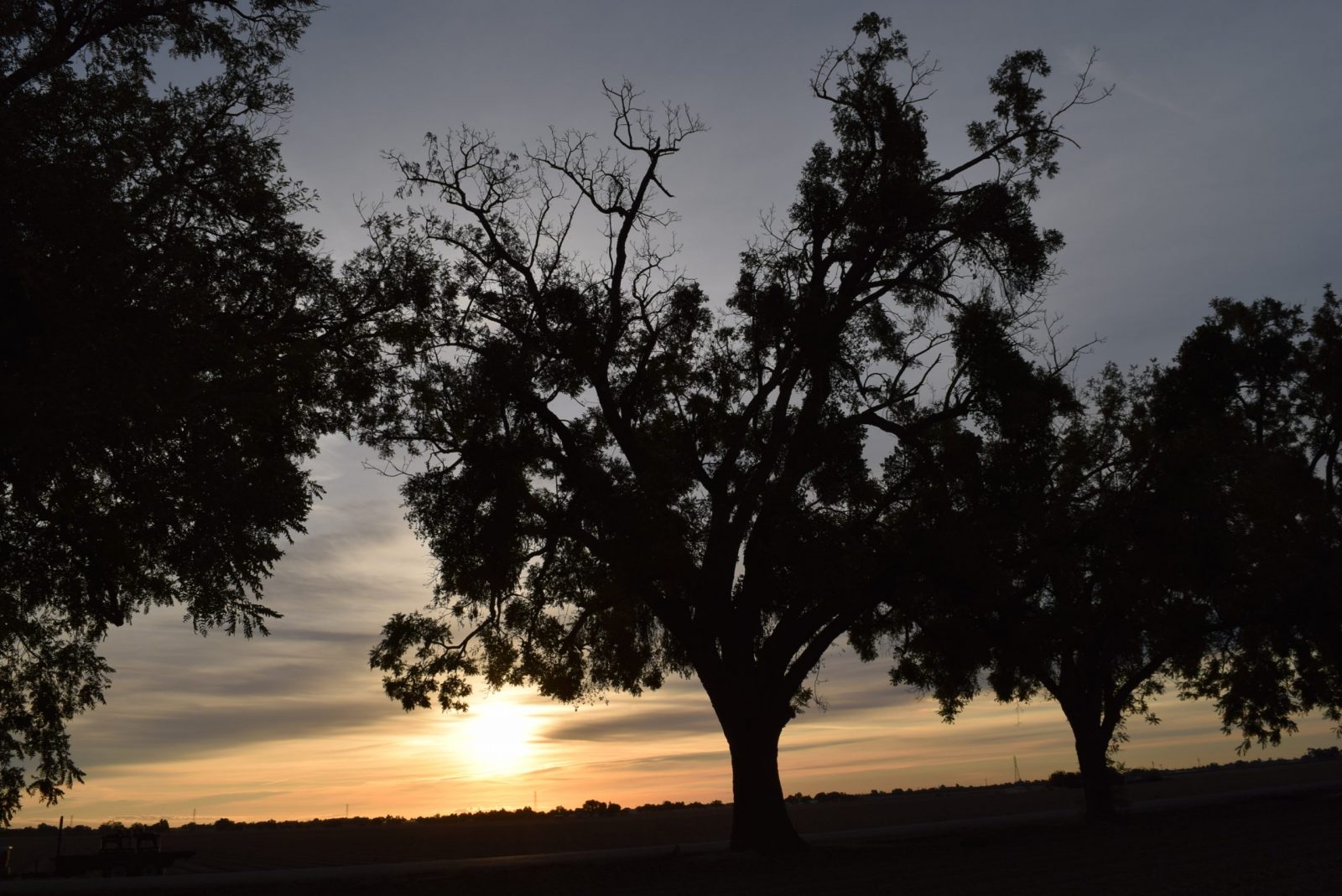 Salvaging a Large Dying Claro Walnut Tree in Woodland, Ca | Salvaging ...