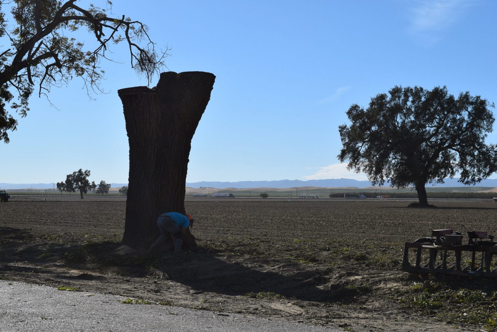 Salvaging a Large Dying Claro Walnut Tree in Woodland, Ca