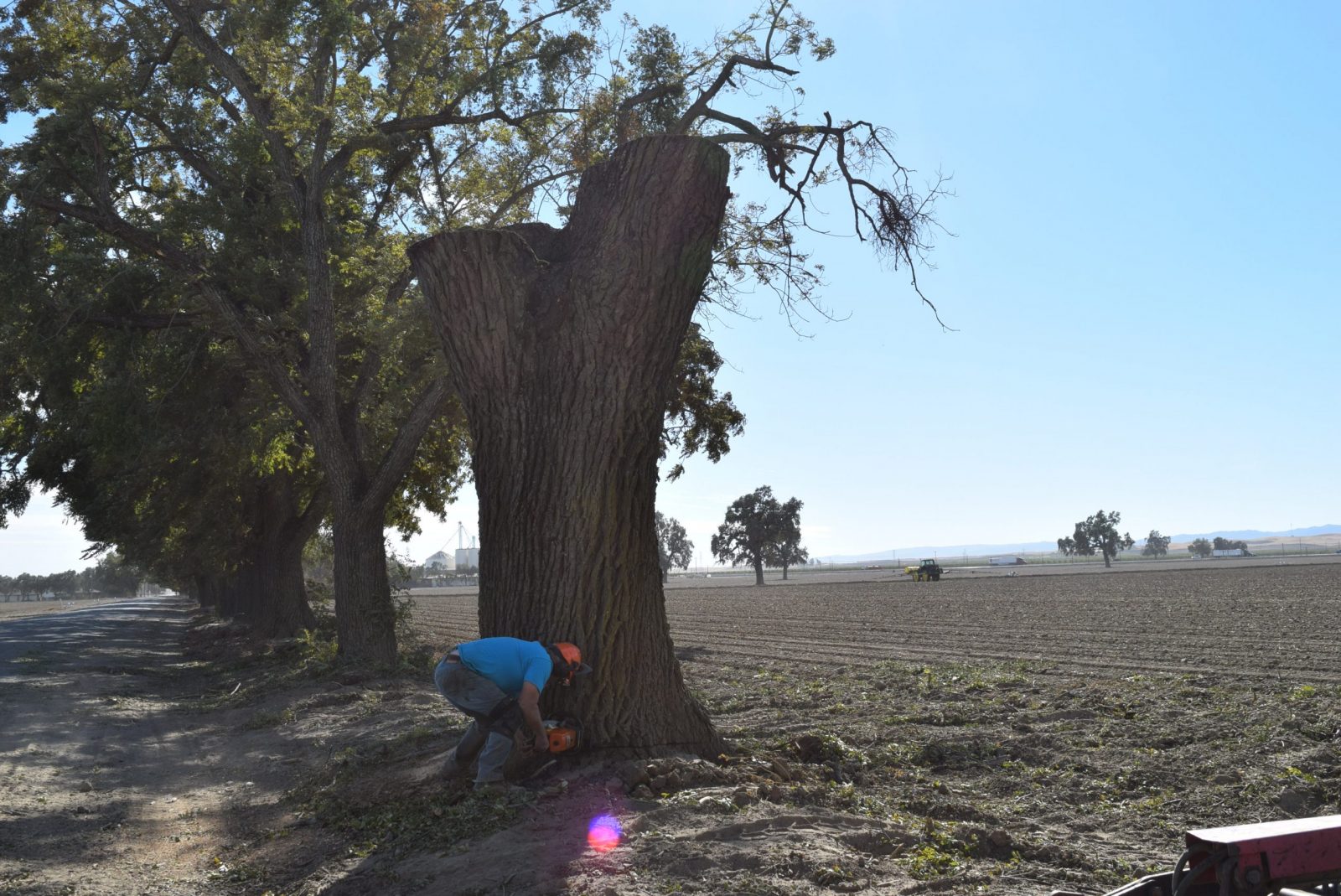Salvaging a Large Dying Claro Walnut Tree in Woodland, Ca