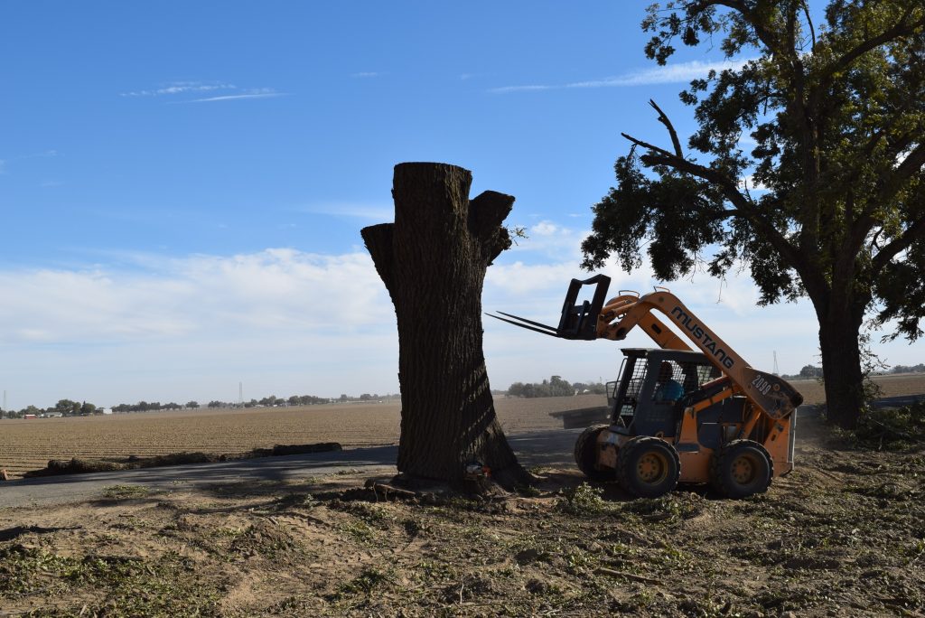 Salvaging a Large Dying Claro Walnut Tree in Woodland, Ca