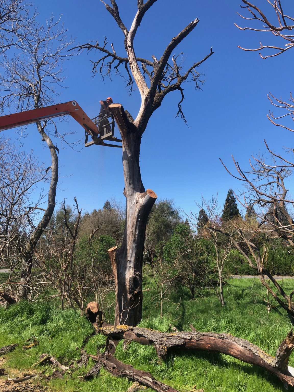 Salvaging 3 Dead Bastogne and Claro Walnut Trees from Davis, Ca