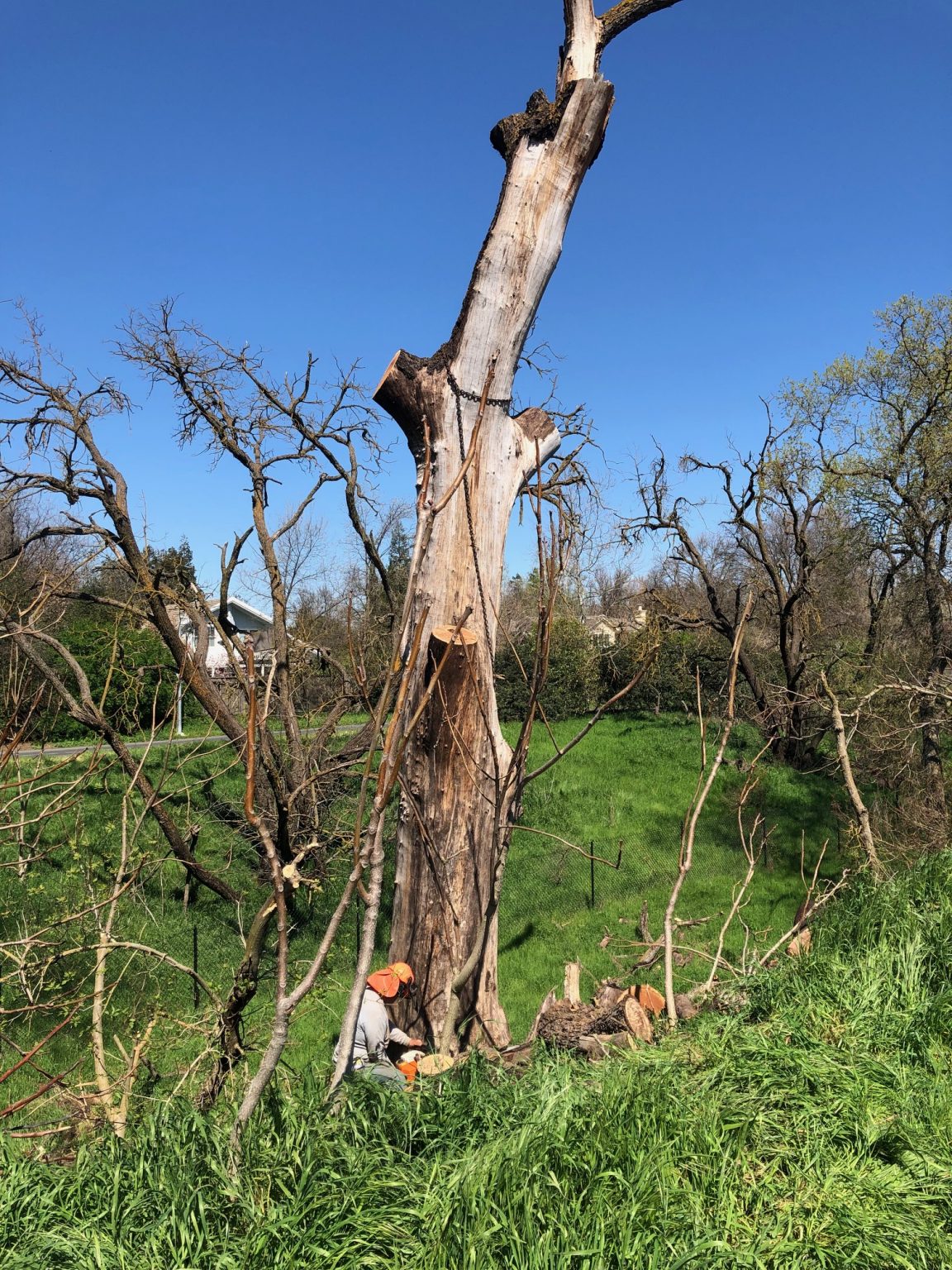 Salvaging 3 Dead Bastogne and Claro Walnut Trees from Davis, Ca
