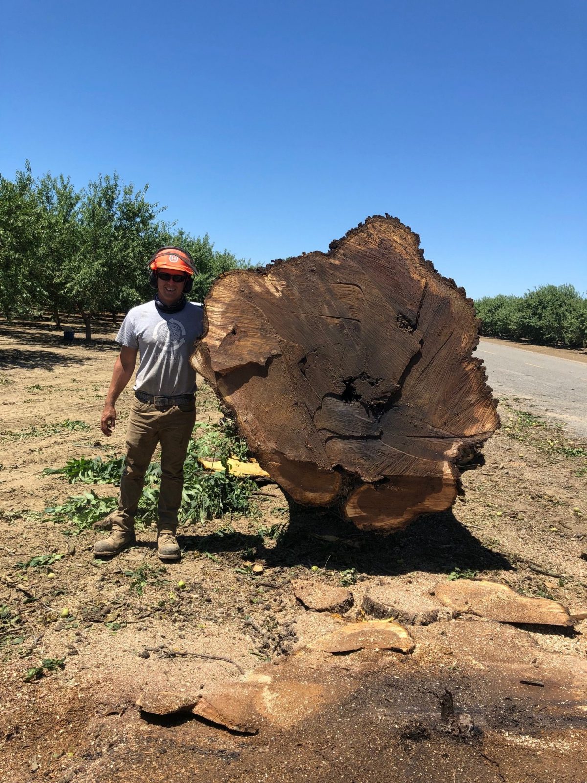 Salvaging a row of Huge Dead and Dying Claro Walnut Trees