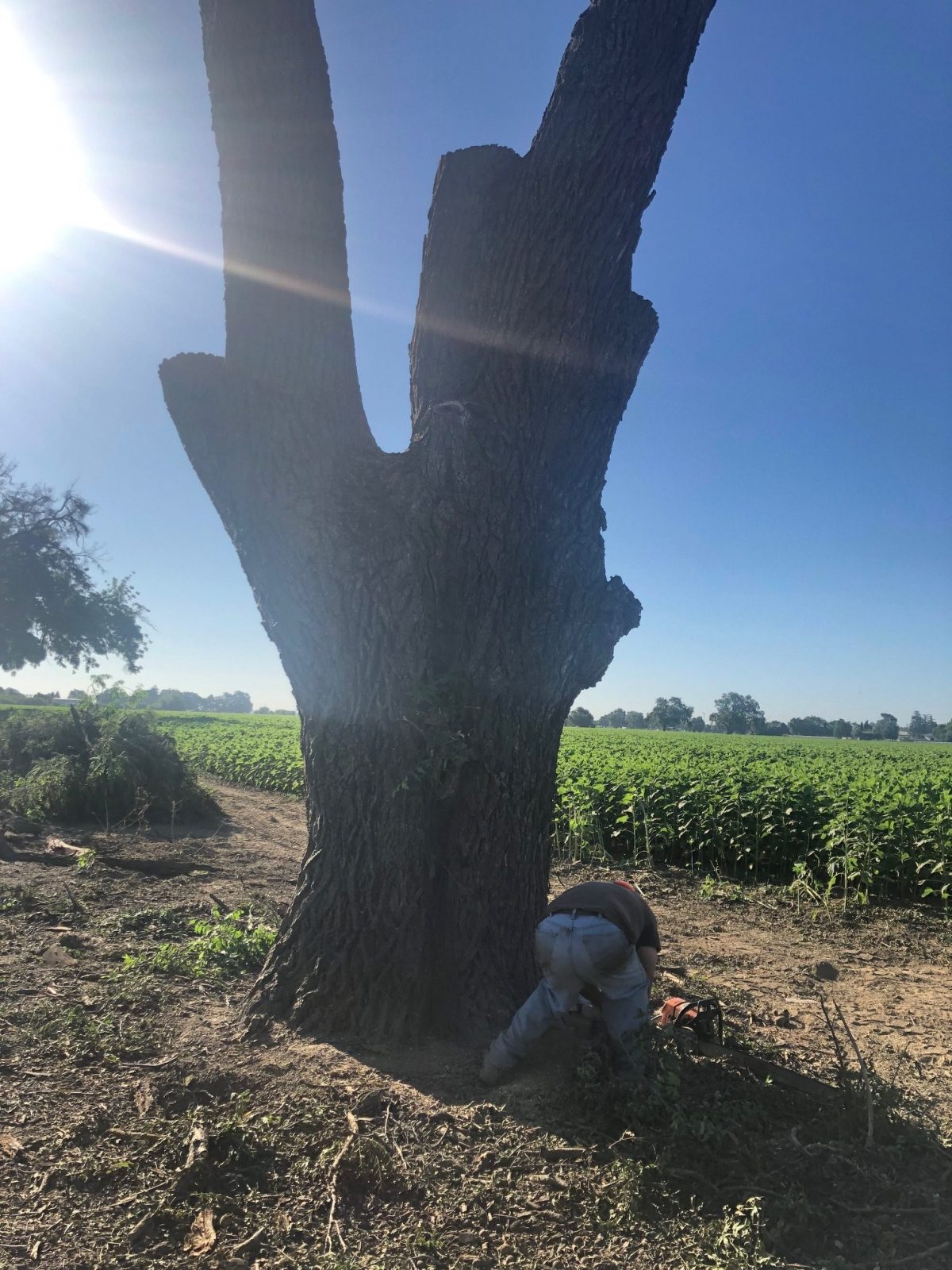 Salvaging a row of Huge Dead and Dying Claro Walnut Trees