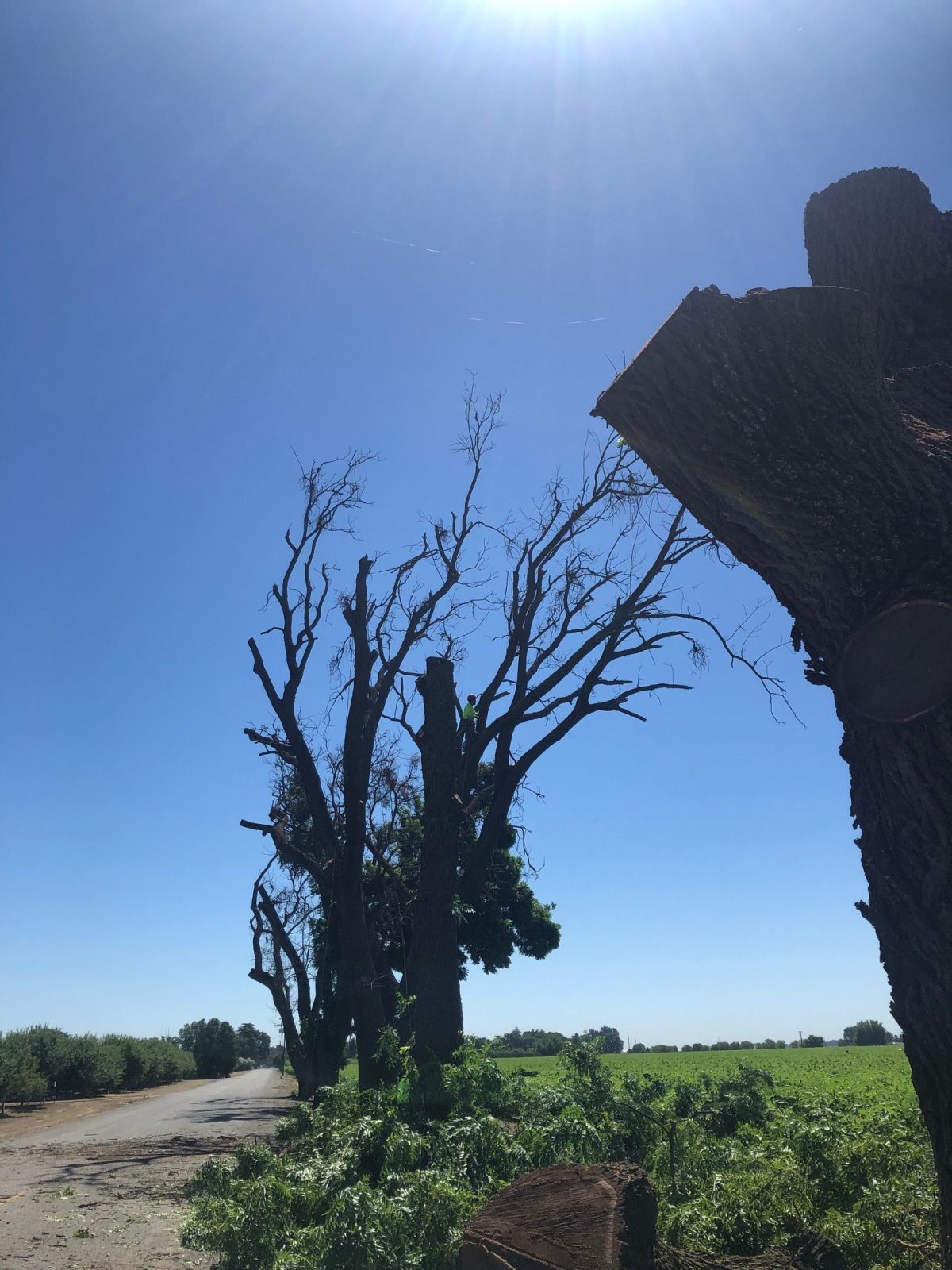 Salvaging a row of Huge Dead and Dying Claro Walnut Trees