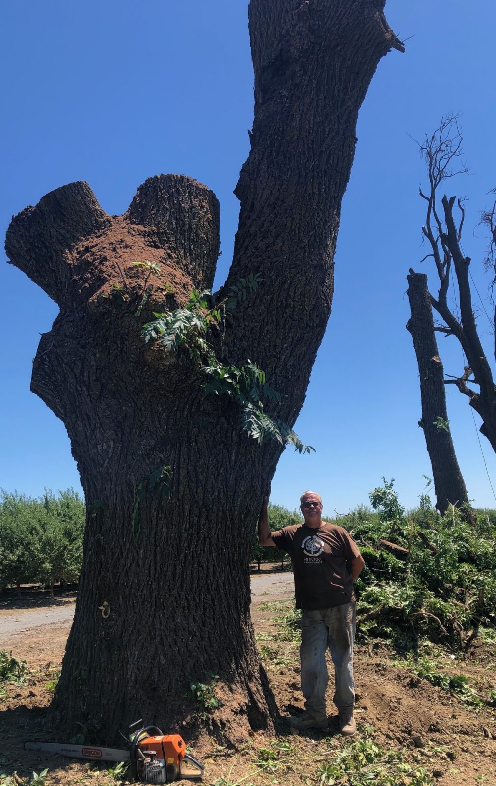 Salvaging a row of Huge Dead and Dying Claro Walnut Trees