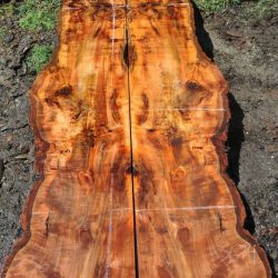 Wood Slabs