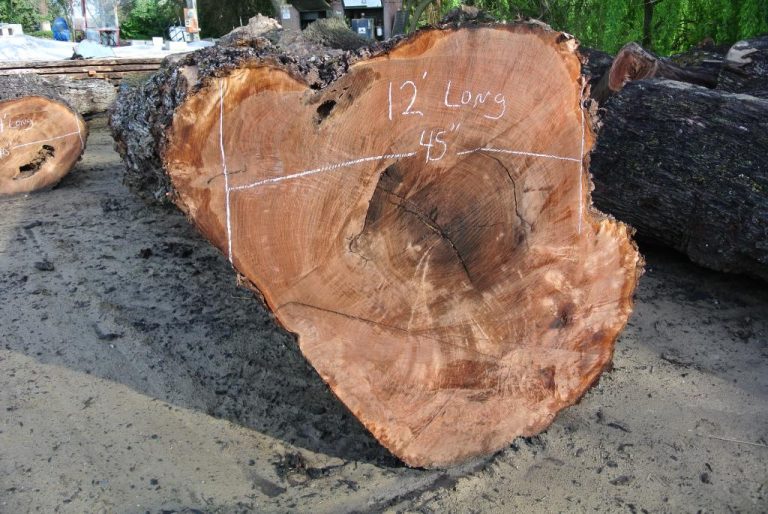 very-big-45-x12-wild-black-walnut-log-1130bf-salvaging-and